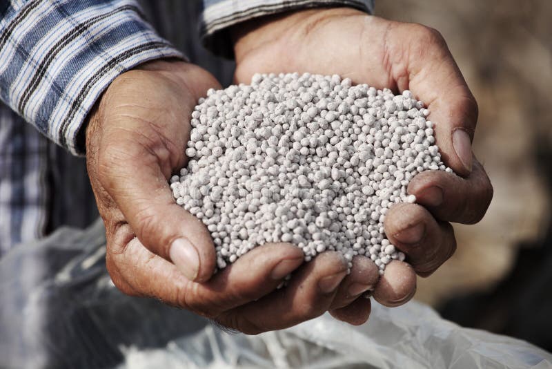 White Chemical Fertilizer in Farmer Hand Stock Image - Image of ...