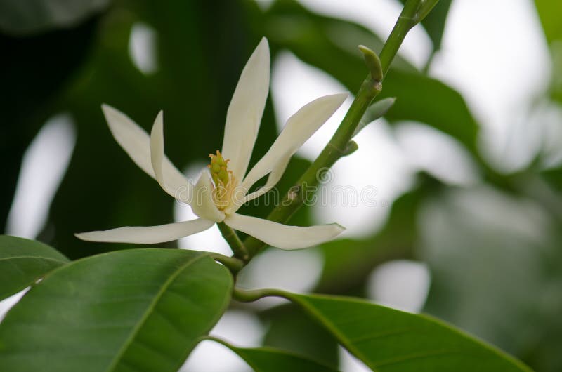 White Chempaka, Champee (thai Name) Flower Absolute. Stock Photo ...
