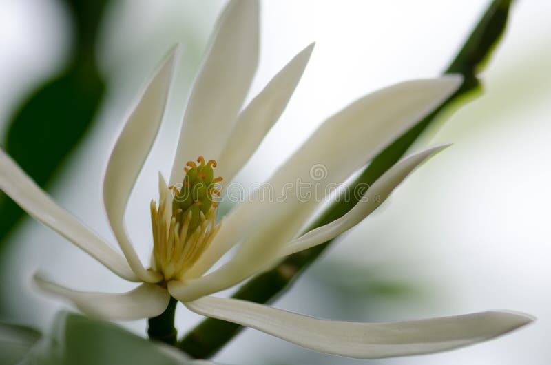 White Chempaka White Bloom on the Beautiful Aroma. Stock Photo - Image ...