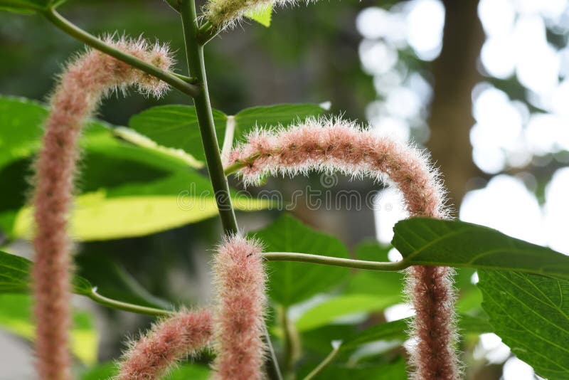 White chenille plant stock photo. Image of ornamental - 140685110