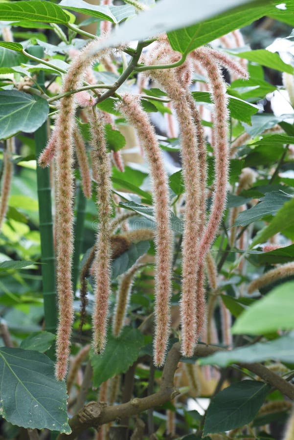 White chenille plant stock photo. Image of hispida, leaves - 140685202