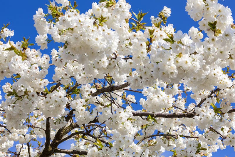 White cherry blossom stock image. Image of nature, freshness - 151484479