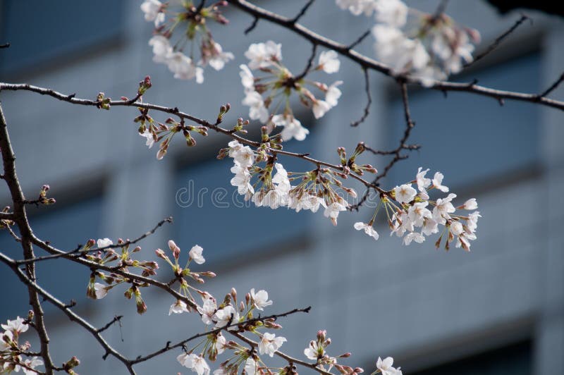 White Cherry Blossom Sakura Tree in Tokyo City Stock Image - Image of ...