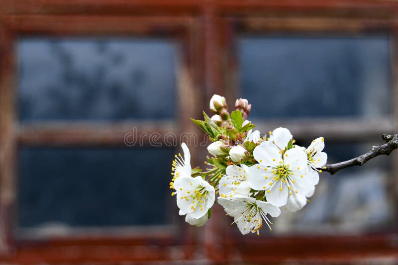 White Cherry Blossom in Spring in Front of a Window Stock Photo - Image ...