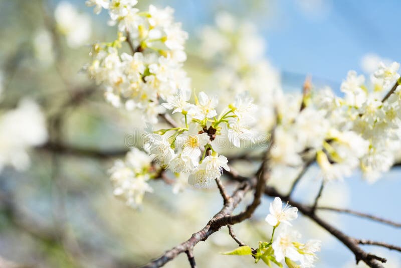 White Cherry Blossom in Spring Season Stock Photo - Image of travel ...