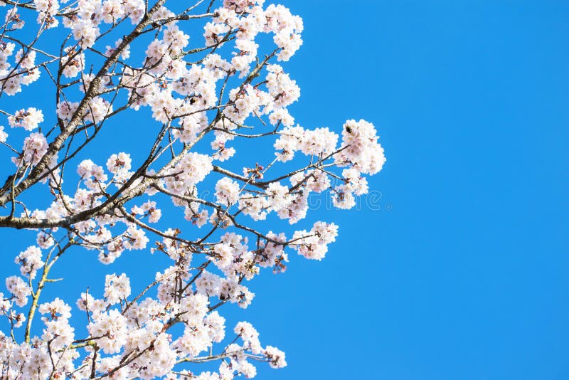 White Cherry Blossom Three with Blue Sky Stock Image - Image of blue ...
