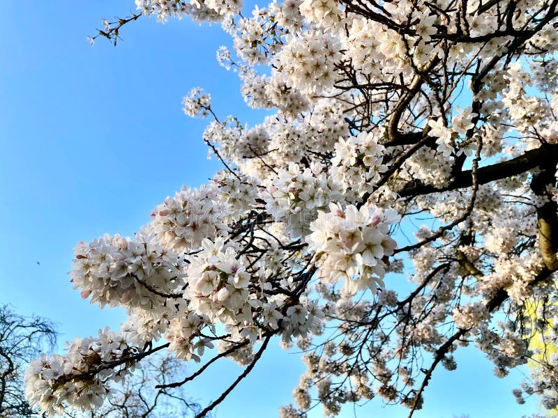 White Cherry Blossom Tree Aka Sakura in Spring. Stock Photo - Image of ...