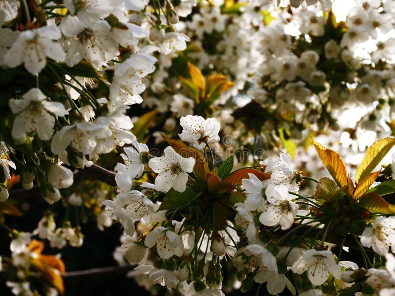 White Cherry Blossom Tree Petals Medium Shot Stock Photo - Image of ...