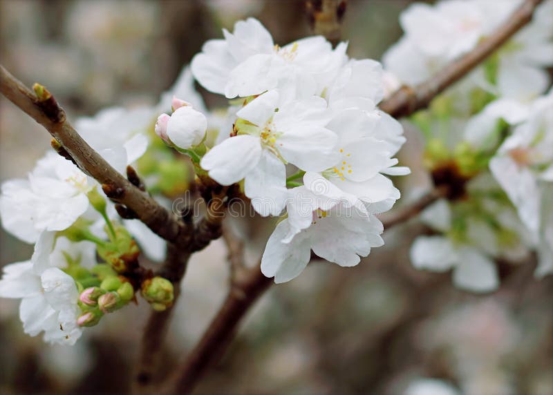 White Cherry Blossoms stock image. Image of spring, nature - 109912099