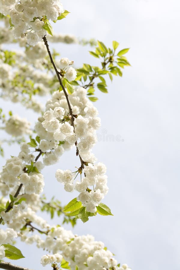 White cherry blossoms stock photo. Image of leaves, branch - 14145576