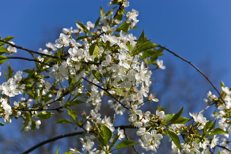 White Cherry blossoms stock photo. Image of isolated - 144092676