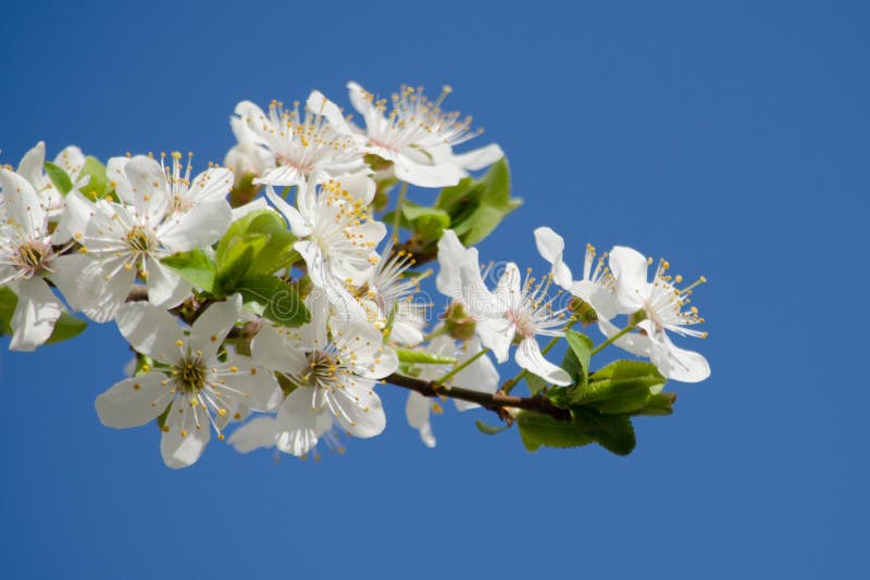 White cherry blossoms stock image. Image of wild, tree - 68638093