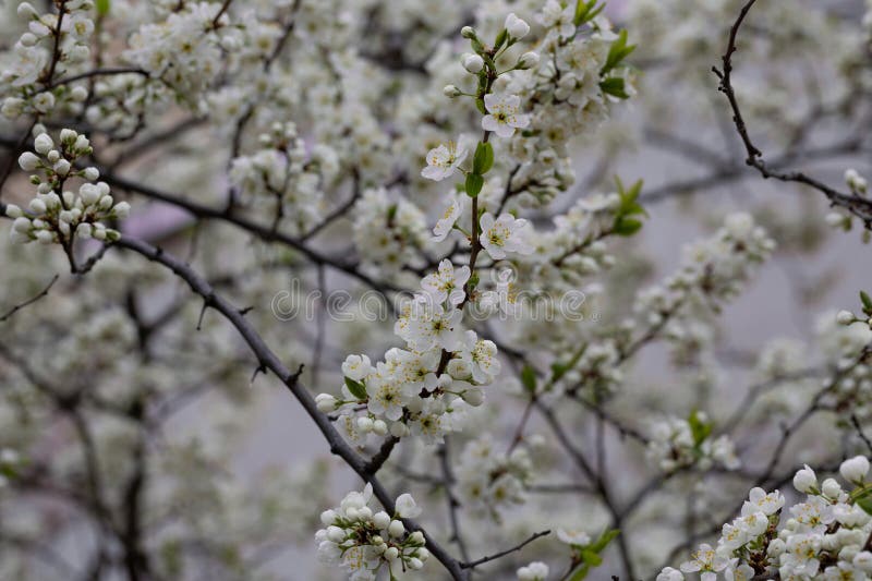 White Cherry Blossoms on a Branch in the Garden, Also Known As Cherry ...