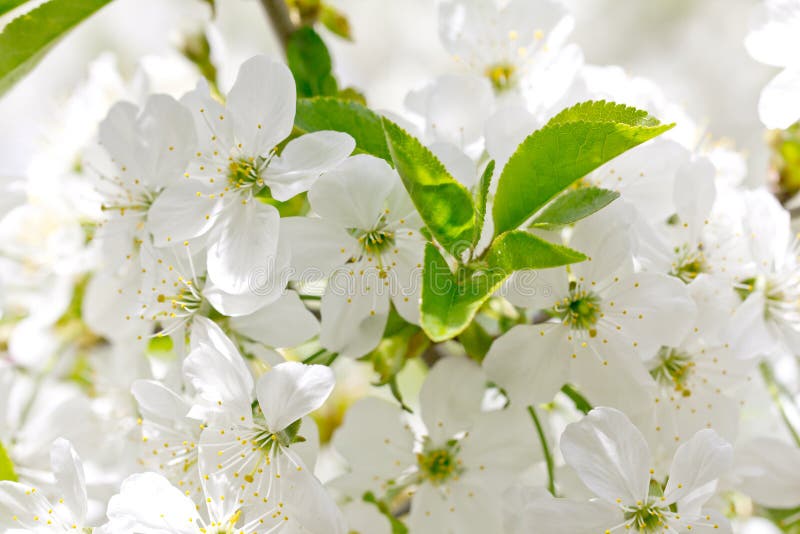 White cherry blossoms stock photo. Image of garden, blossoming - 64430736