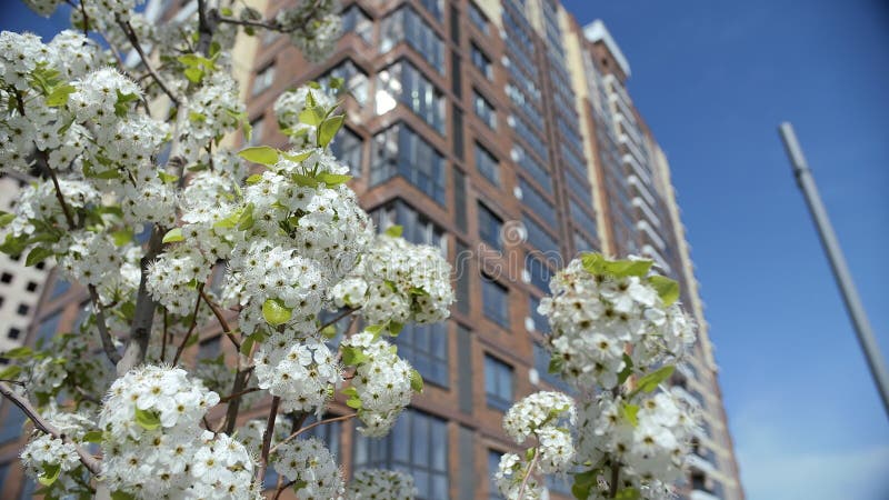 White Cherry Blossoms in Spring Against the Backdrop of a High-rise ...