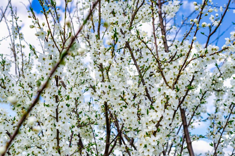 White Cherry Blossoms on Spring Trees. Spring Flowering of Trees Stock ...