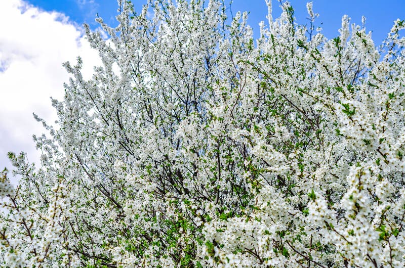 White Cherry Blossoms on Spring Trees. Spring Flowering of Trees Stock ...