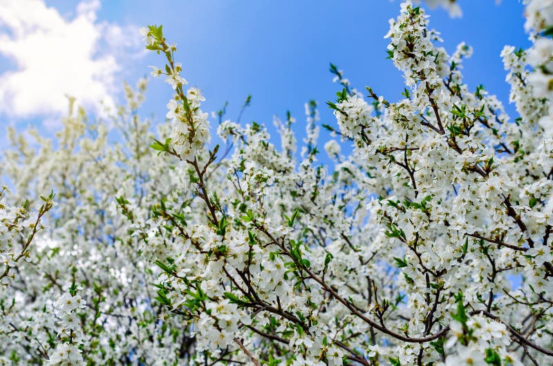 White Cherry Blossoms on Spring Trees. Spring Flowering of Trees Stock ...
