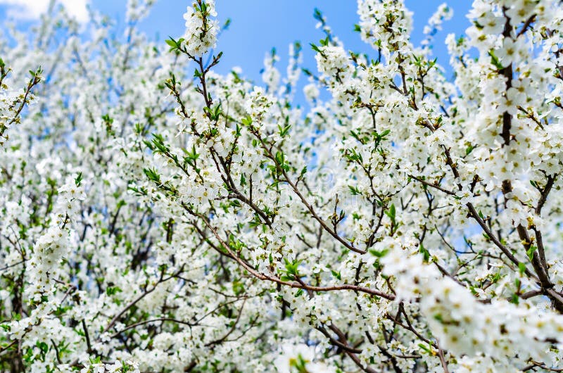 White Cherry Blossoms on Spring Trees. Spring Flowering of Trees Stock ...