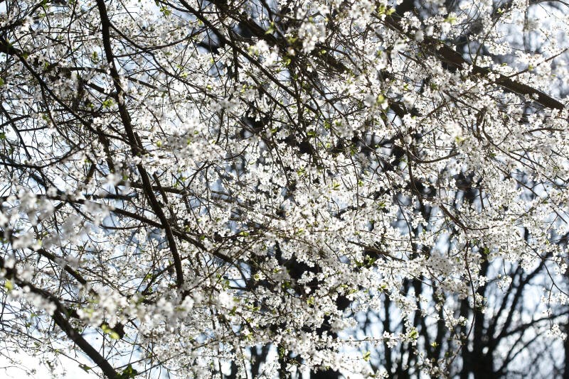 White Cherry Blossoms on Tree Branches Stock Image - Image of natural ...