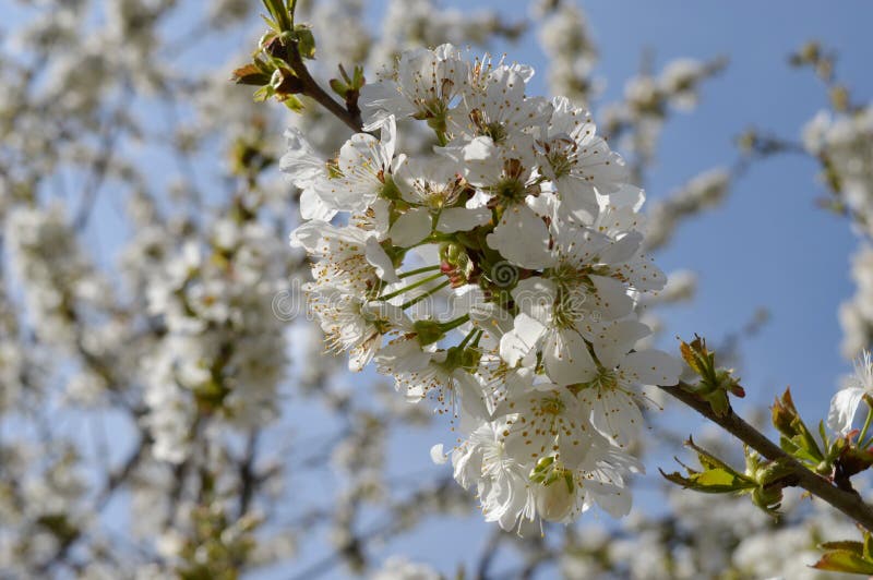 White cherry blossoms stock image. Image of cherry, leaf - 144414467