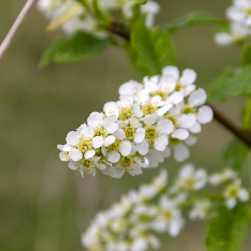 White cherry blossoms stock image. Image of bloom, blossom - 222104693