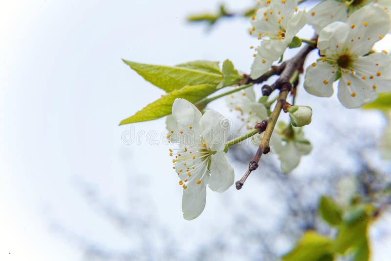 White cherry flower stock photo. Image of beautiful, background - 95521944