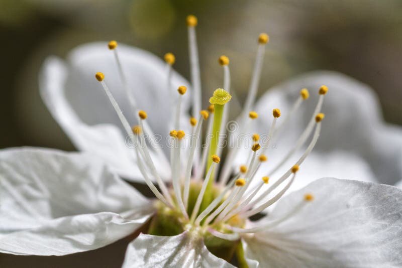 White Cherry Flower in Spring Stock Photo - Image of daisy, bright ...