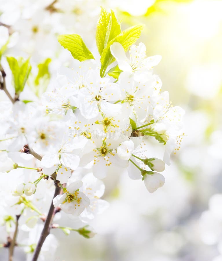White cherry flowers stock photo. Image of beautiful - 24978506