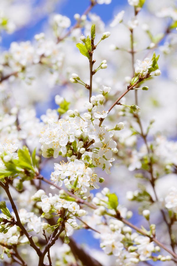 Spring stock image. Image of blue, branch, white, cherry - 24178047