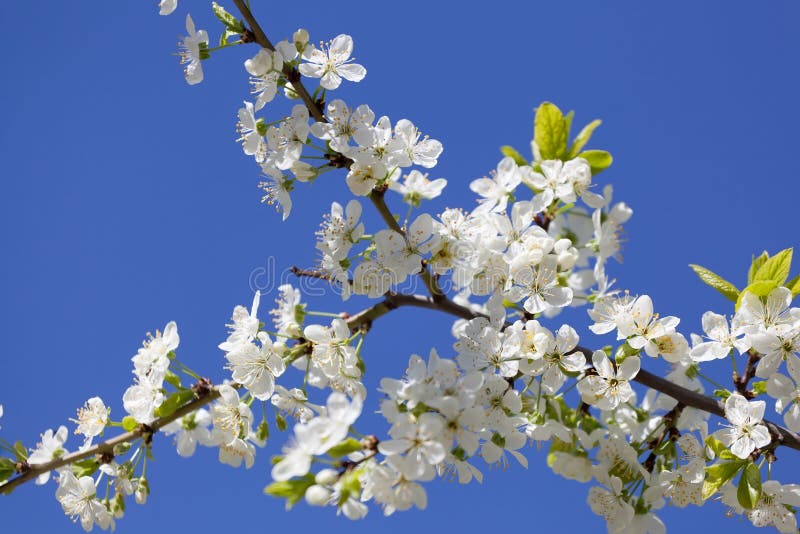 White cherry flowers stock photo. Image of health, fresh - 24978518