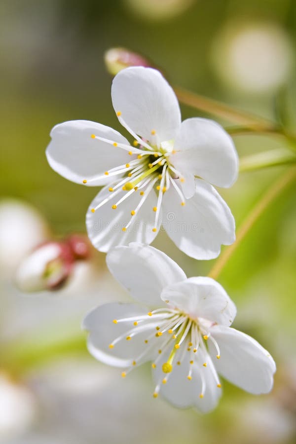 White Cherry Flowers stock image. Image of peace, cherry - 9543949