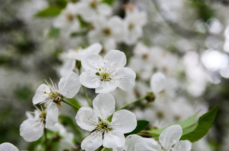 White Cherry Flowers. Background of Cherry Flowers. Stock Photo - Image ...