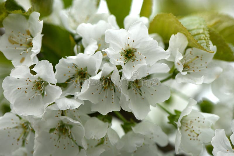 White Cherry Flowers. Natural Background with Blooming Cherry Flowers ...