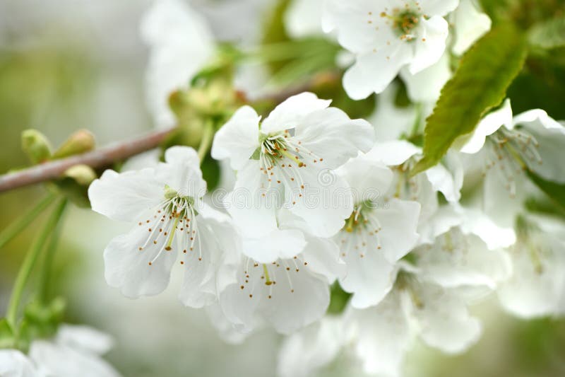 White Cherry Flowers. Natural Background with Blooming Cherry Flowers ...