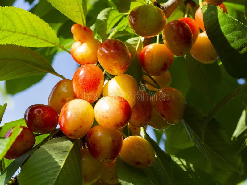 White cherry stock image. Image of vitamin, farmer, healthy - 141516257