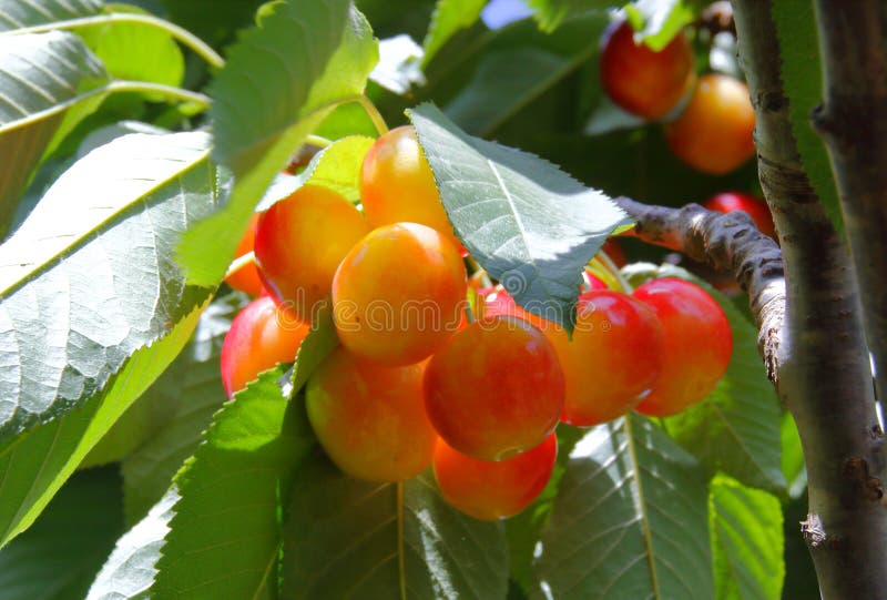 White Cherry on the Garden. Stock Image - Image of berryes, white ...