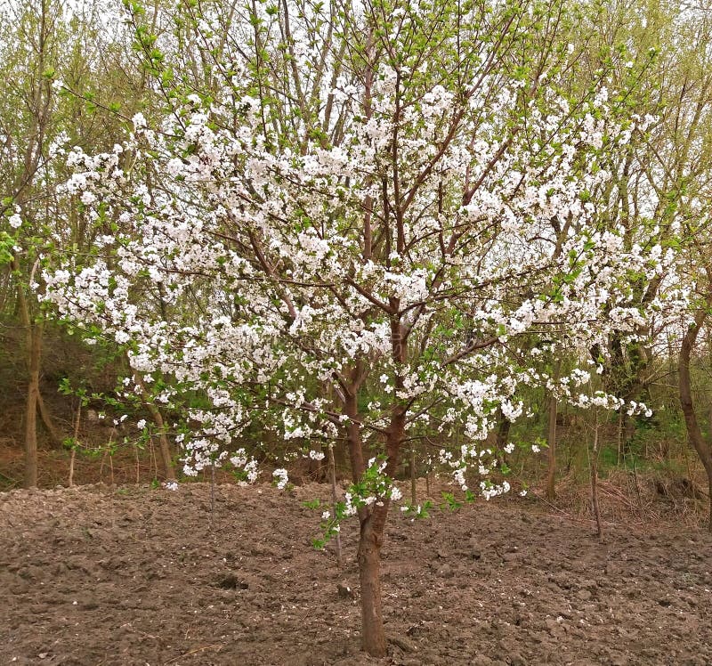 White Cherry Tree Blooming Beautiful, Spring Time Stock Photo - Image ...