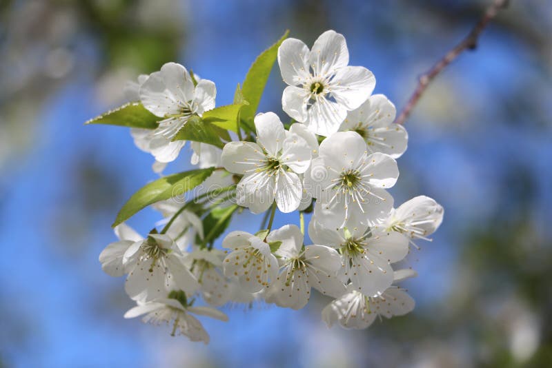 White cherry tree flower. stock photo. Image of white - 70375050