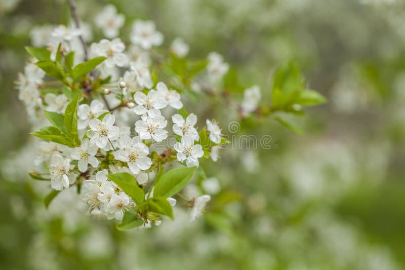 White Cherry Tree Flower on Green Lush Background Stock Photo - Image ...