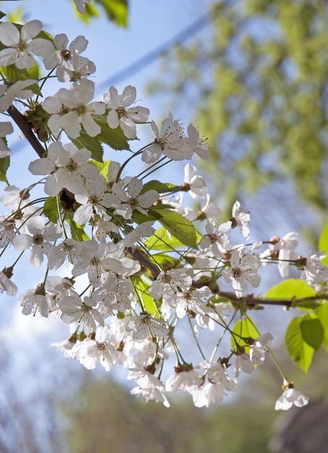 White cherry tree flowers stock photo. Image of plant - 88712264