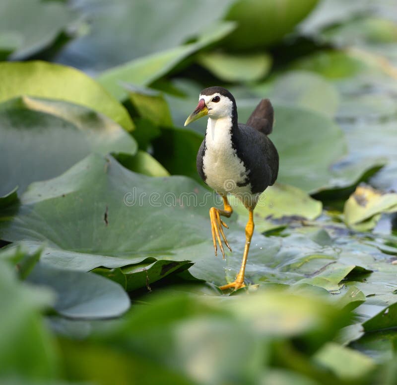 White Chest Bitter Hungry Birds Stock Image - Image of flying, food ...