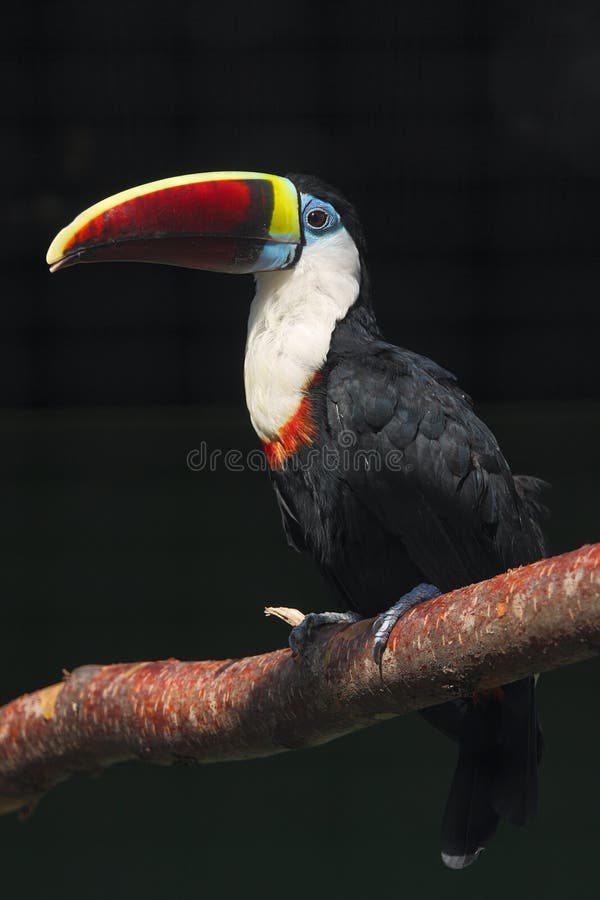 White-chested Toucan. Ramphastos Tucanus Tucanus. Stock Photo - Image ...