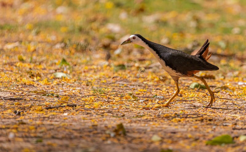 A White Chested Water Hen Running Stock Photo - Image of pond, wildlife ...