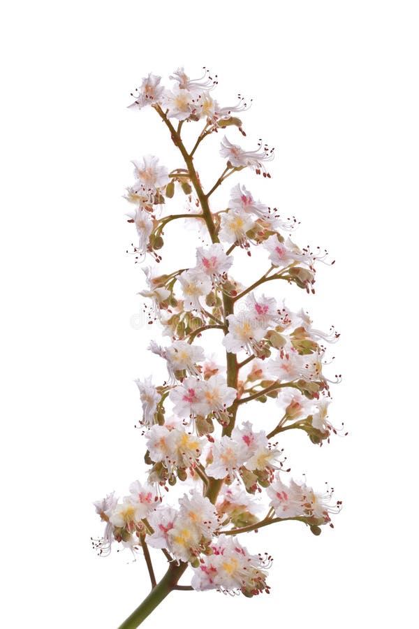 White chestnut bloom plant stock photo. Image of summer - 31395772