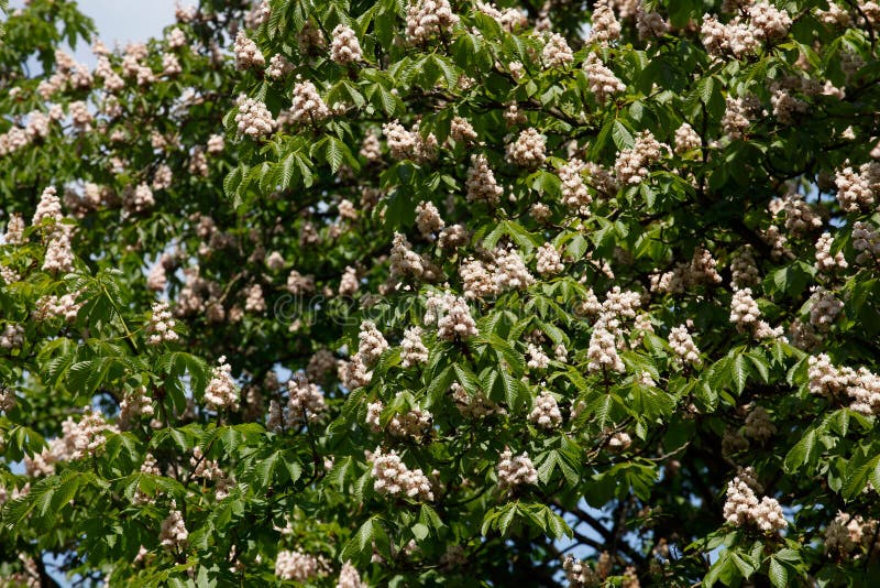 White Chestnut Blossoms on Tree Branches with Green Leaves Stock Photo - Image of wallpaper ...