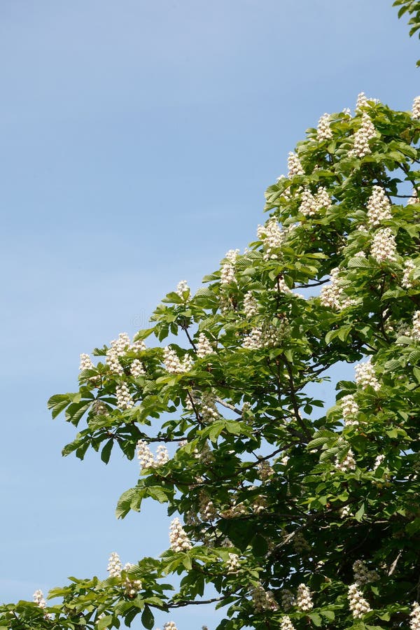 White Chestnut Blossoms on Tree Branches with Green Leaves Stock Image ...