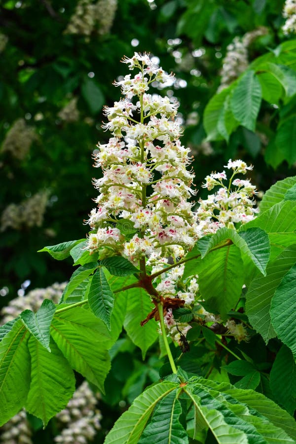 White Chestnut Flowers on a Background of Tree Leaves. Stock Image ...