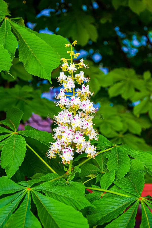 White Chestnut Flowers on Green Leaves Stock Photo - Image of beautiful ...