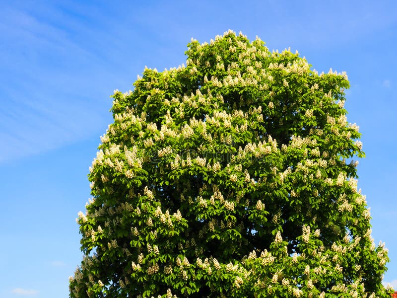 White Chestnut Tree Blossom in Spring Stock Photo - Image of urban ...